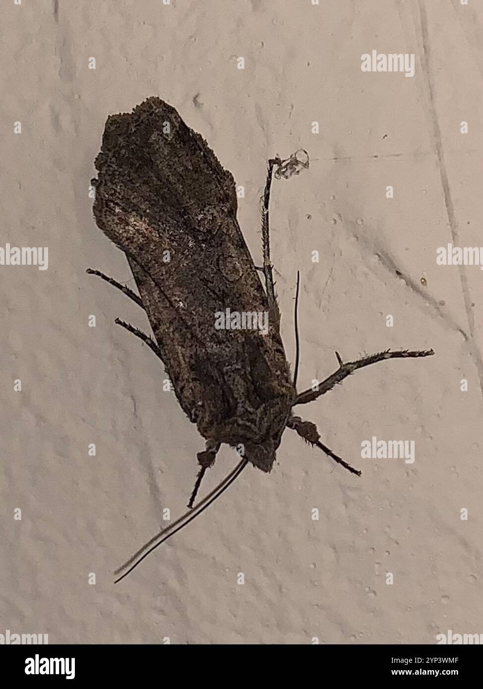 Variegated Cutworm Moth (Peridroma saucia Stock Photo - Alamy