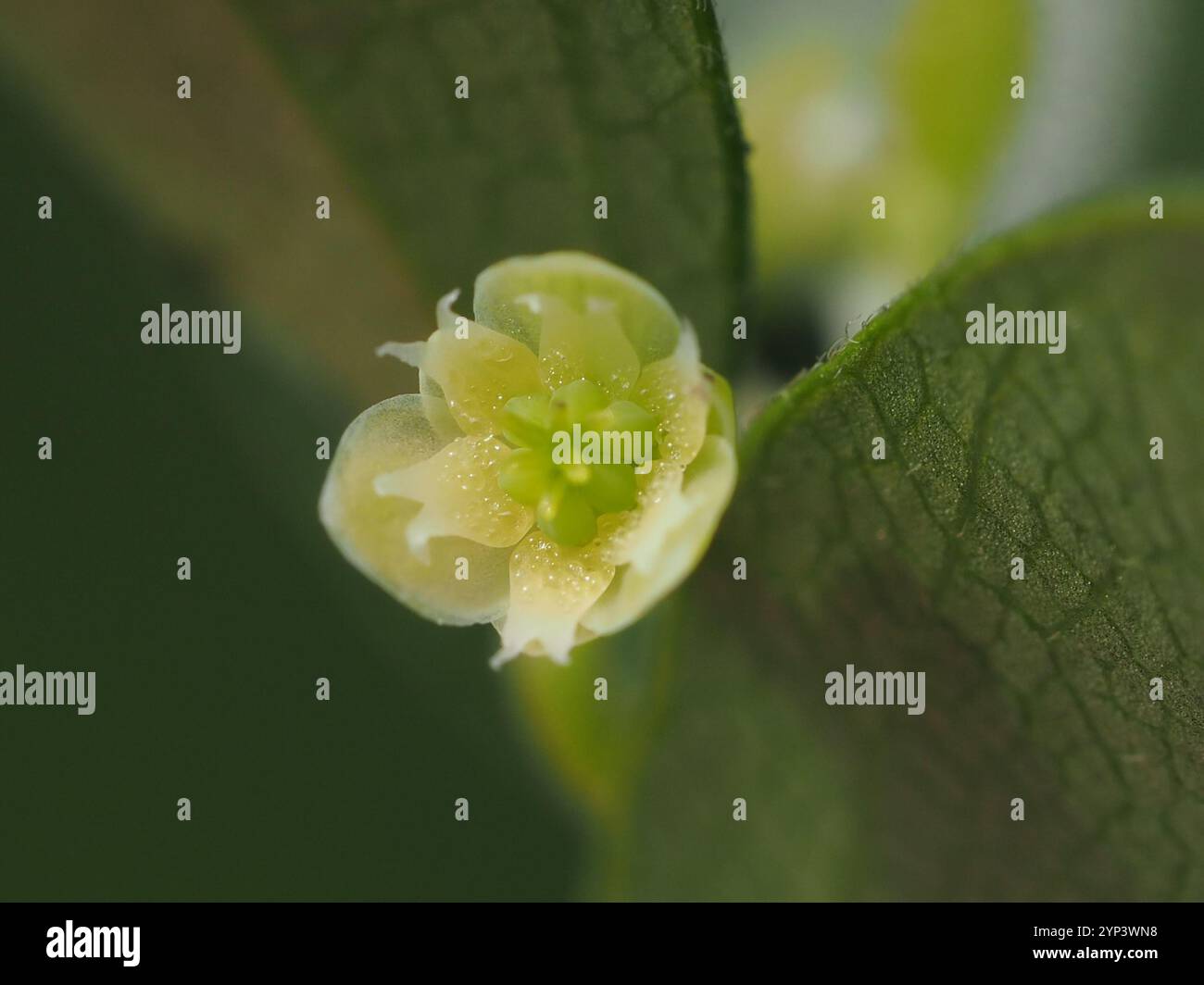 queen coralbead (Nephroia orbiculata Stock Photo - Alamy