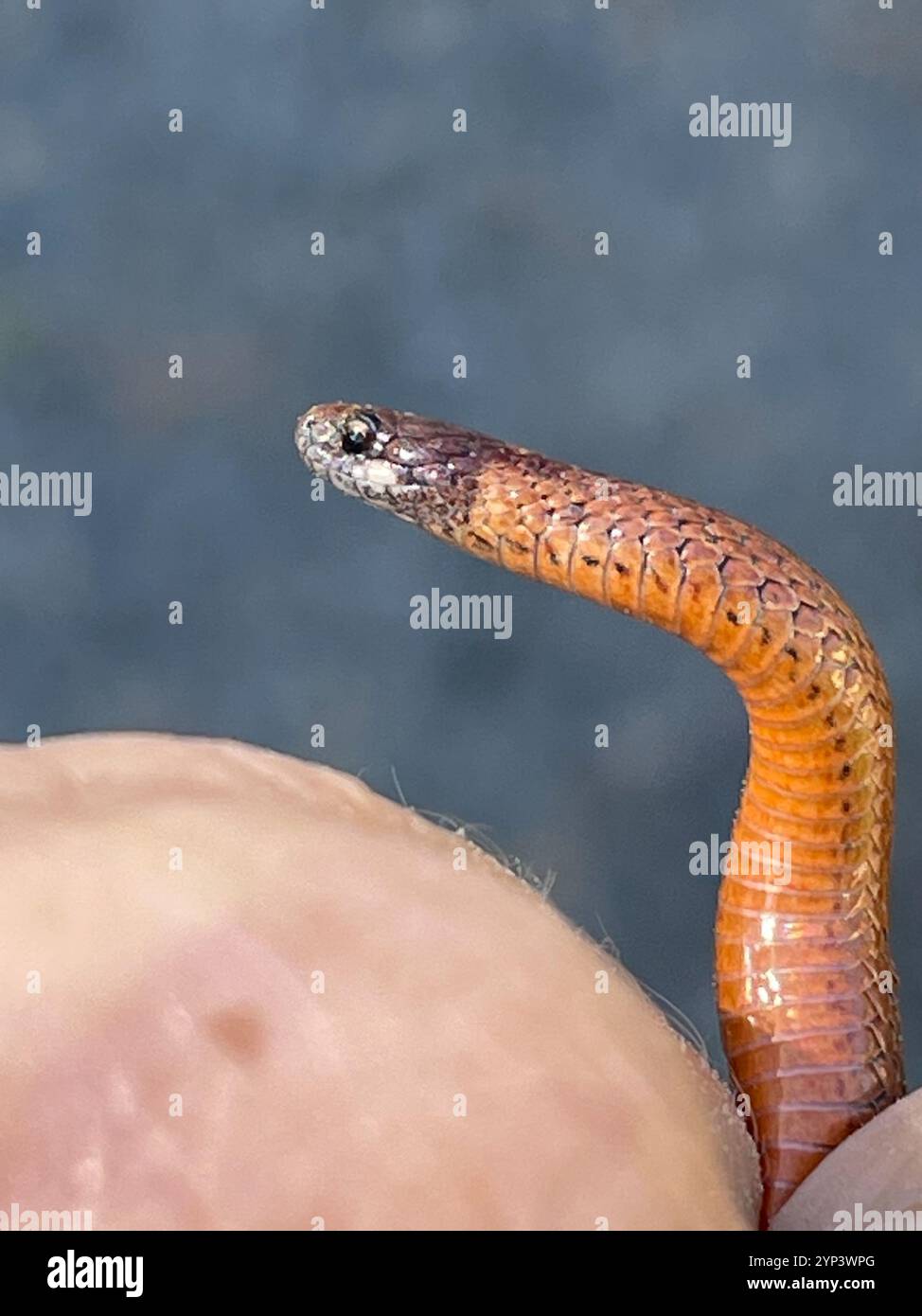 Red-bellied Snake (Storeria occipitomaculata Stock Photo - Alamy
