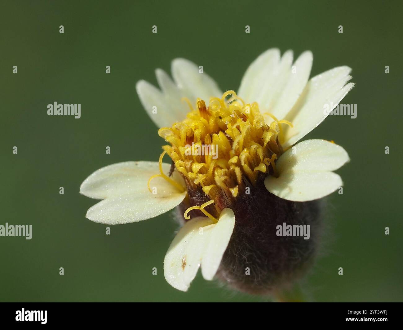 Tridax daisy (Tridax procumbens Stock Photo - Alamy