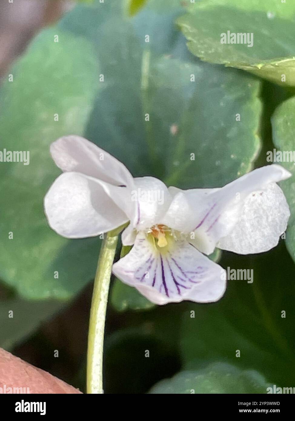 Viola arcuata hi-res stock photography and images - Alamy