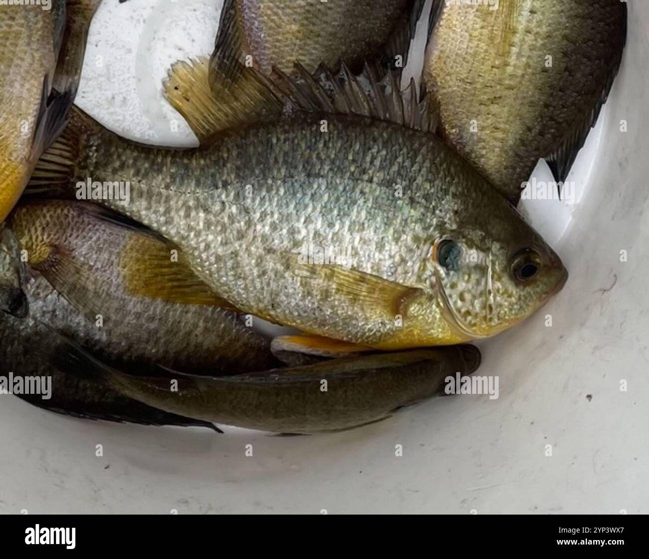 Redear Sunfish (Lepomis microlophus Stock Photo - Alamy