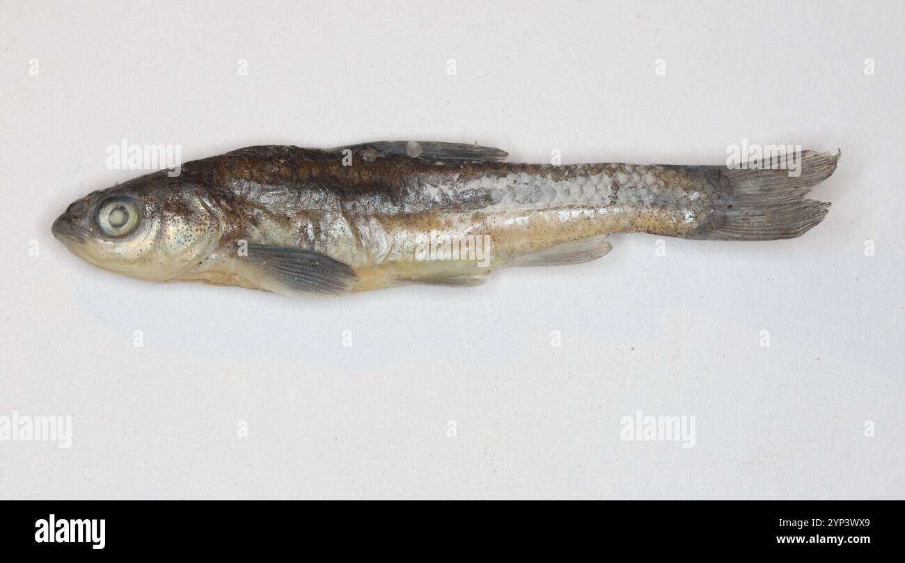 Brassy Minnow (Hybognathus hankinsoni Stock Photo - Alamy