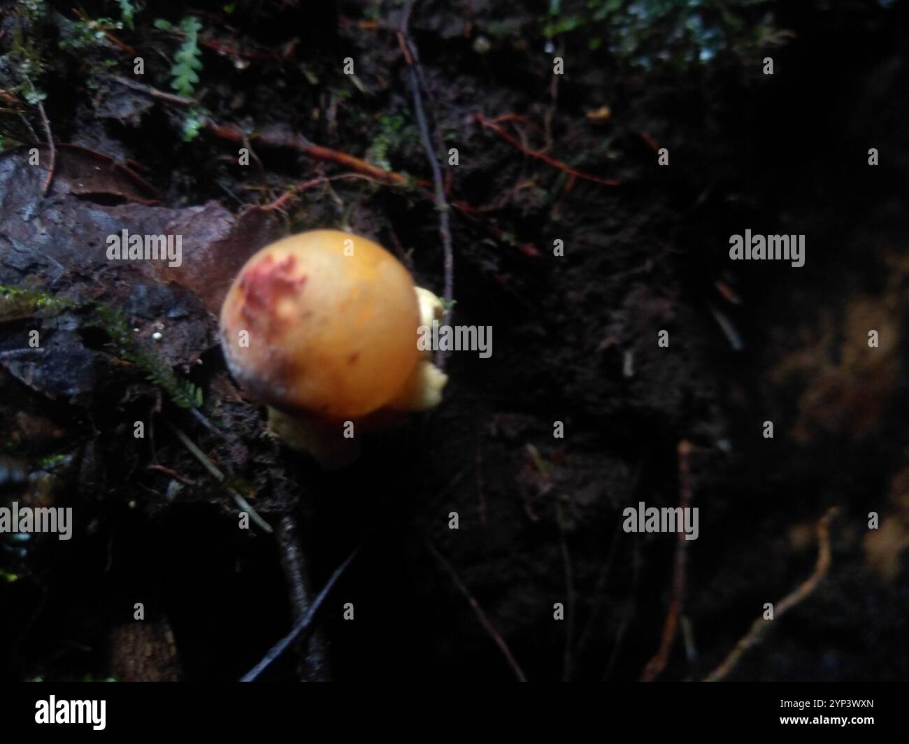 Collared Calostoma (Calostoma lutescens Stock Photo - Alamy