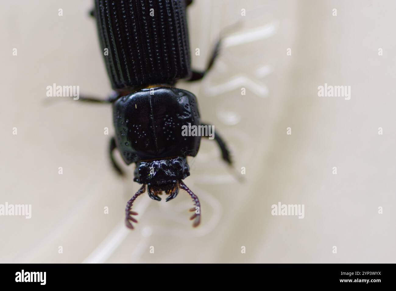Bess Beetles (Passalidae Stock Photo - Alamy