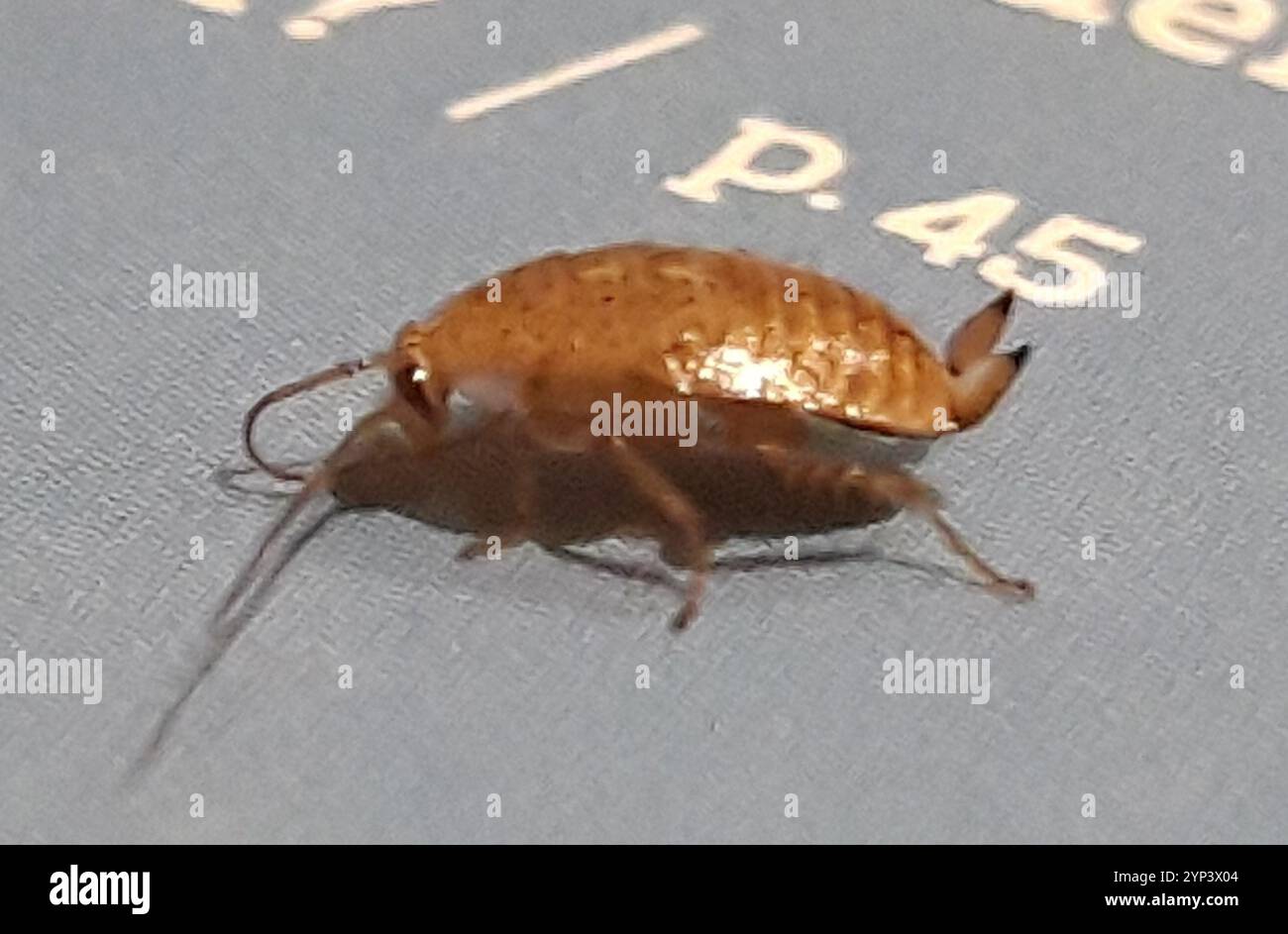 Tawny Cockroach (Ectobius pallidus Stock Photo - Alamy
