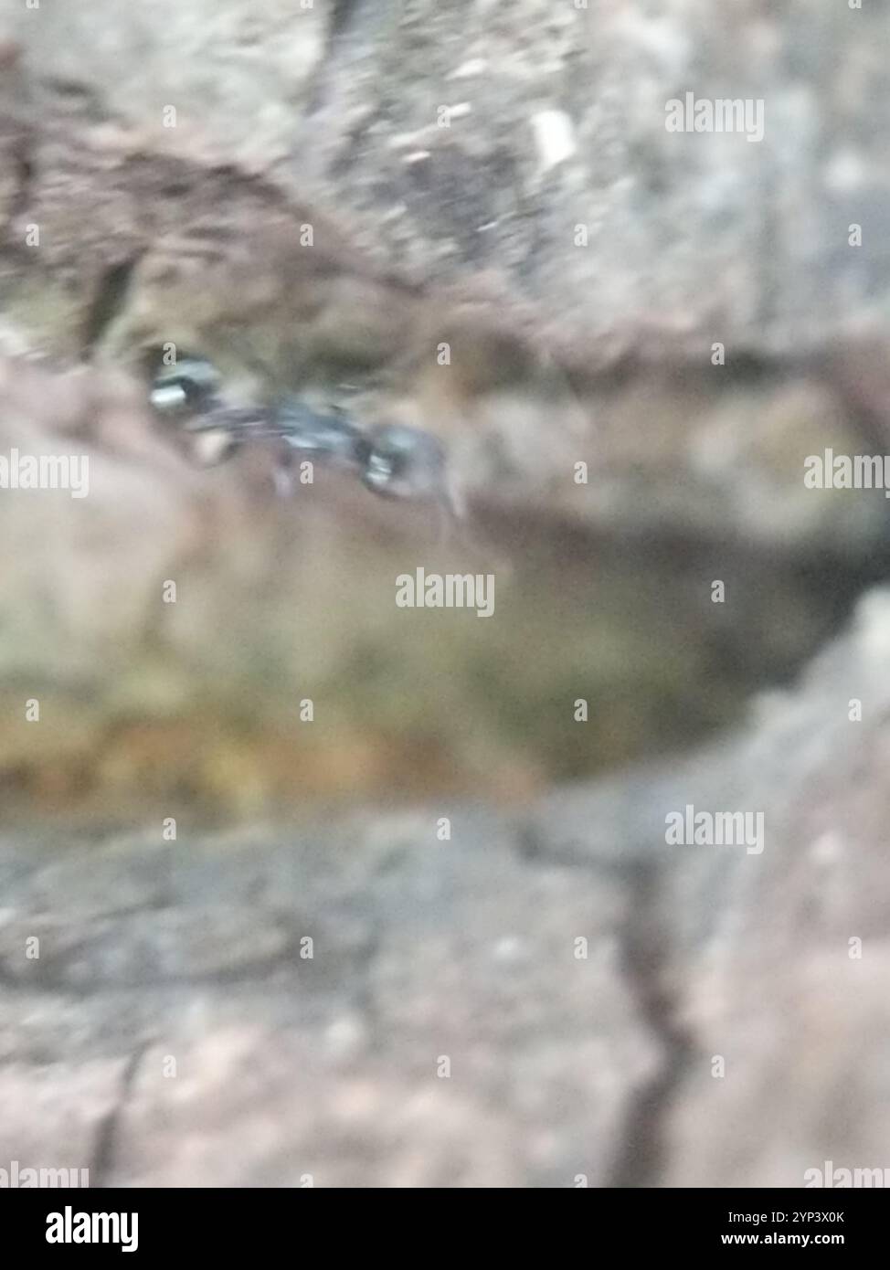 Acorn Ants and Allies (Temnothorax Stock Photo - Alamy