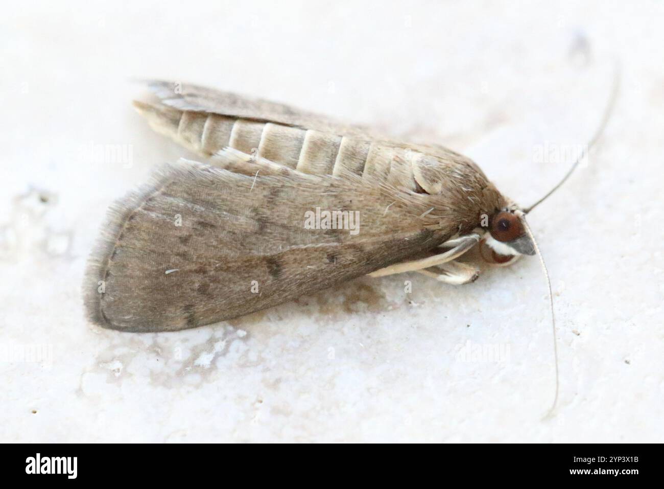 Grass Webworm Moth (Herpetogramma licarsisalis Stock Photo - Alamy