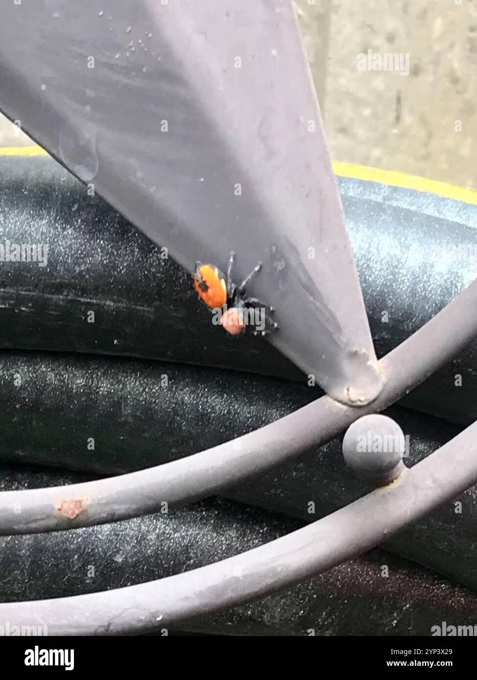 Cardinal Jumping Spider (Phidippus cardinalis Stock Photo - Alamy