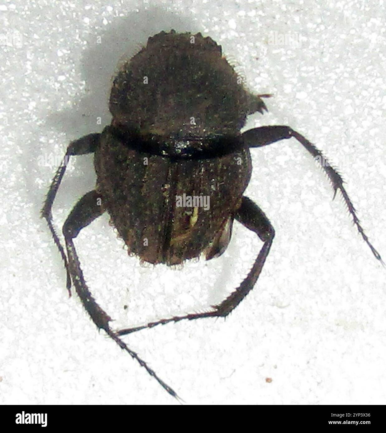 Spider Dung Beetles (Sisyphus Stock Photo - Alamy