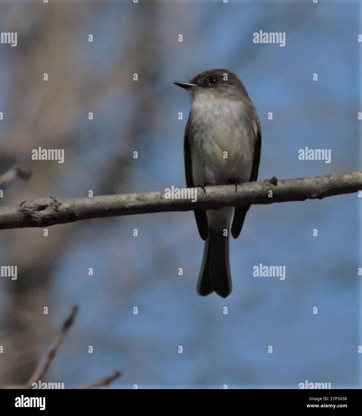 Eastern Phoebe (Sayornis phoebe Stock Photo - Alamy