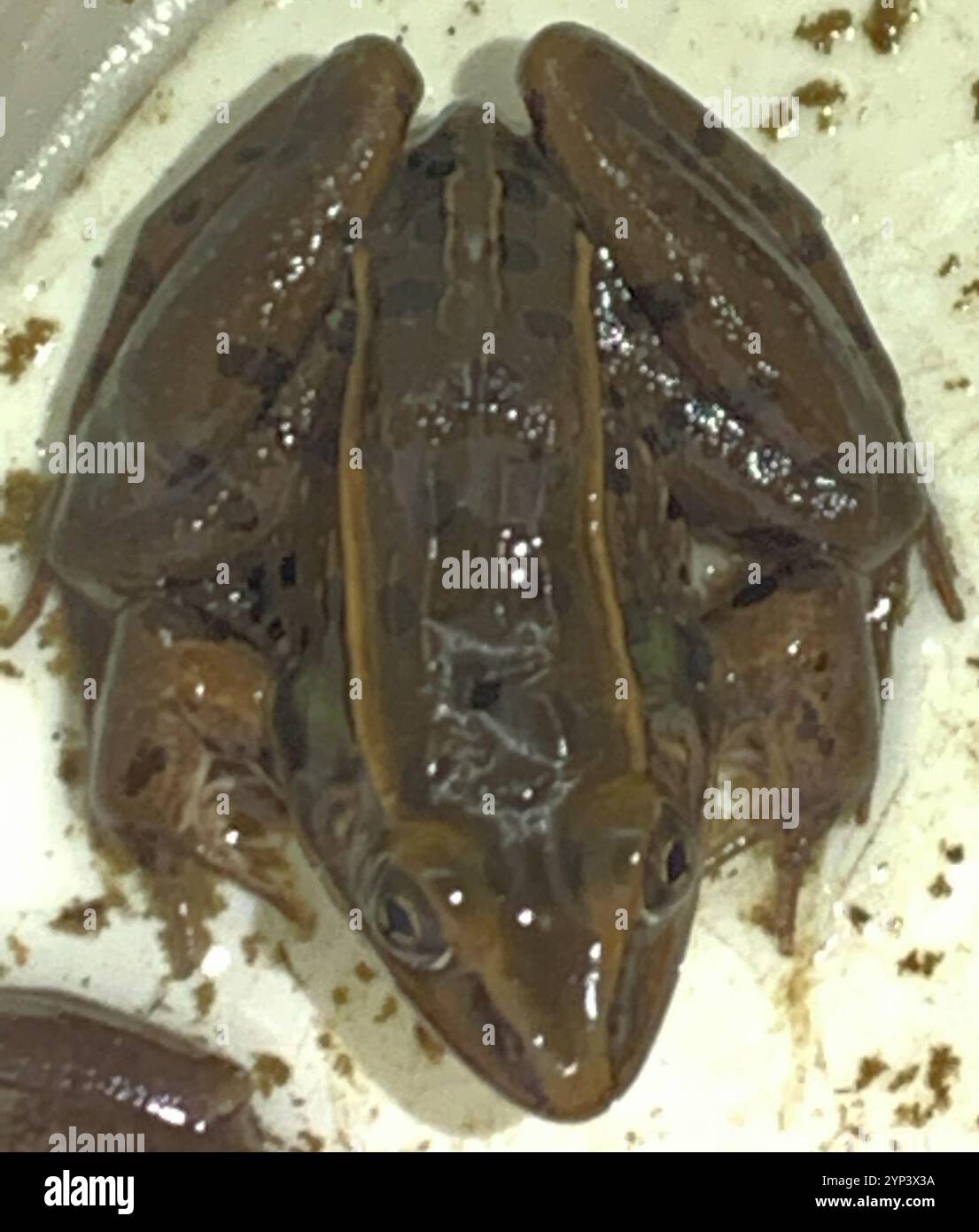 Southern Leopard Frog (Lithobates sphenocephalus Stock Photo - Alamy