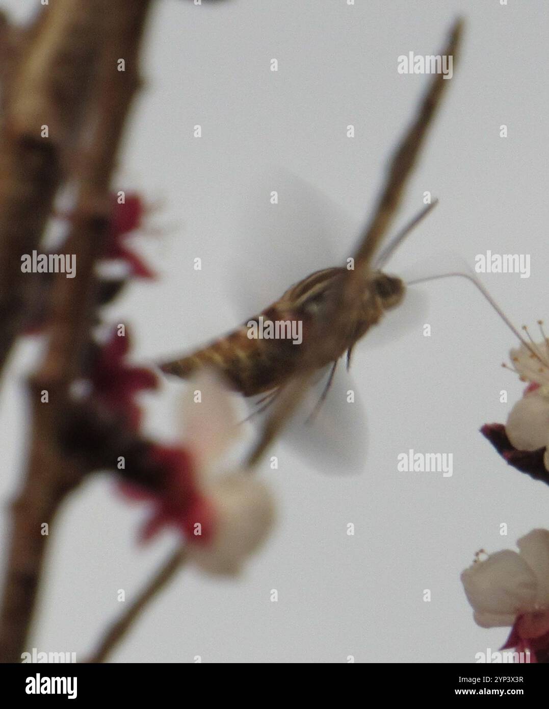 White-lined Sphinx (Hyles lineata Stock Photo - Alamy