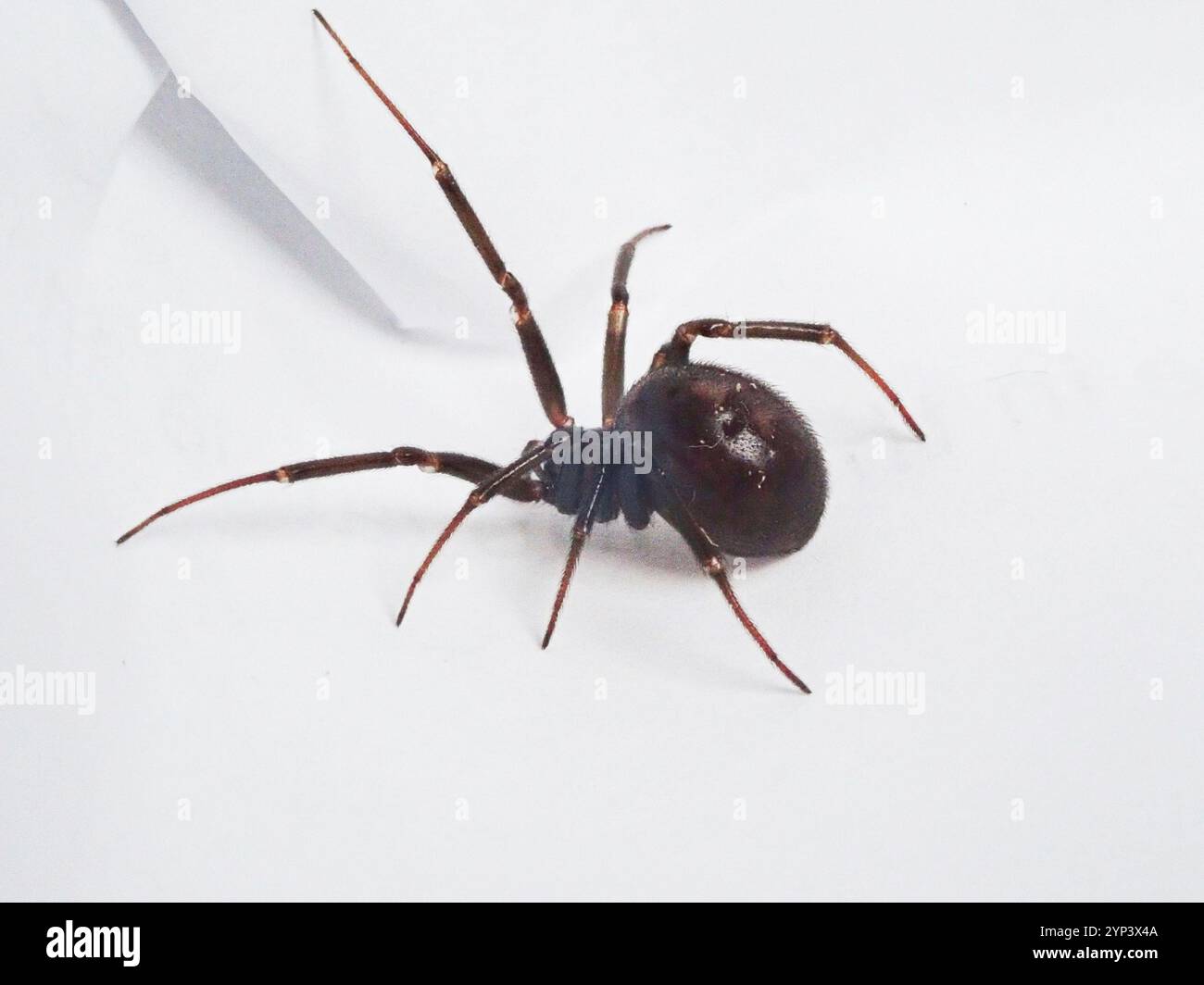 False Black Widow (Steatoda grossa Stock Photo - Alamy