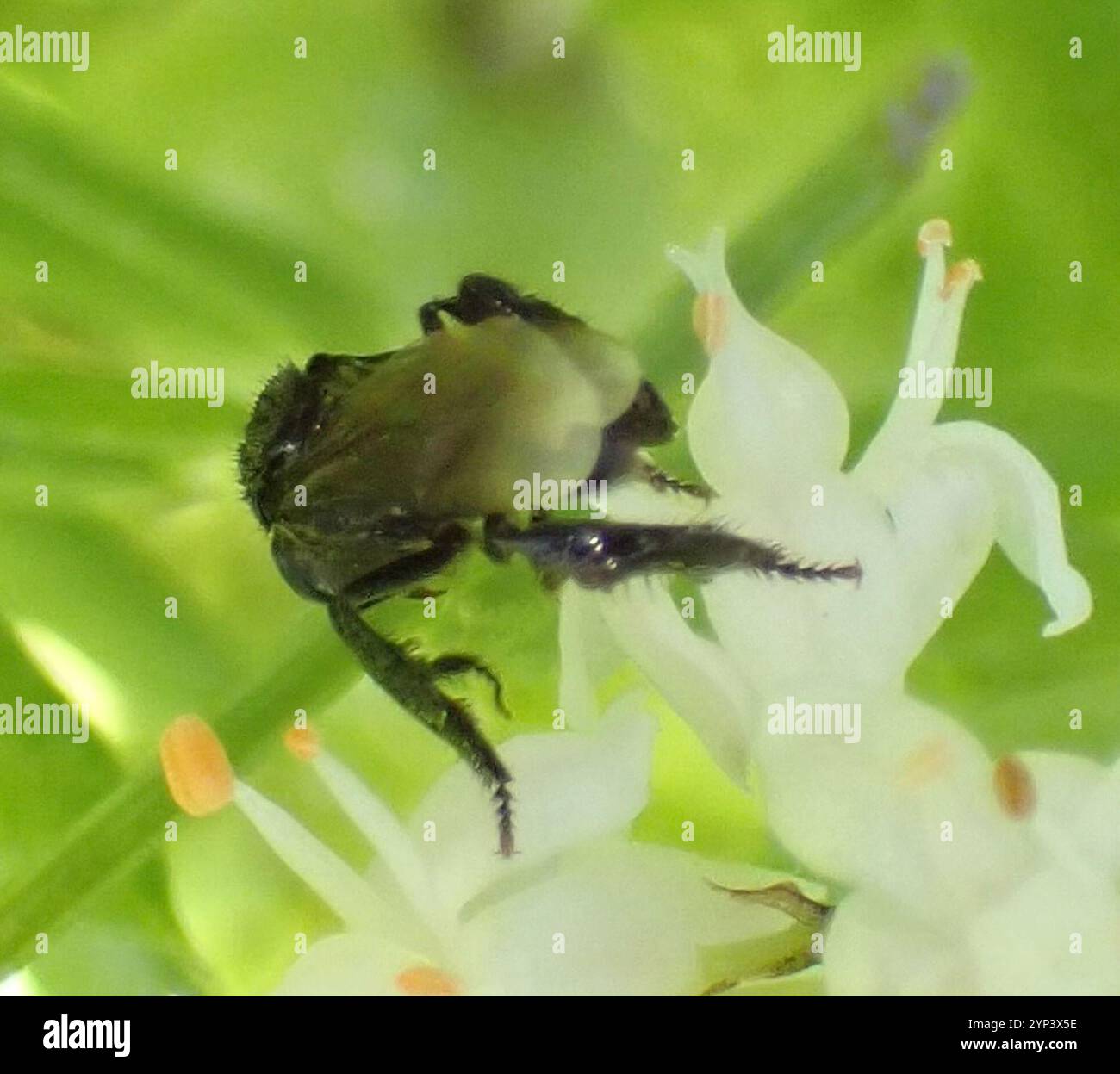 Black Slender-Stingless bee (Frieseomelitta nigra Stock Photo - Alamy