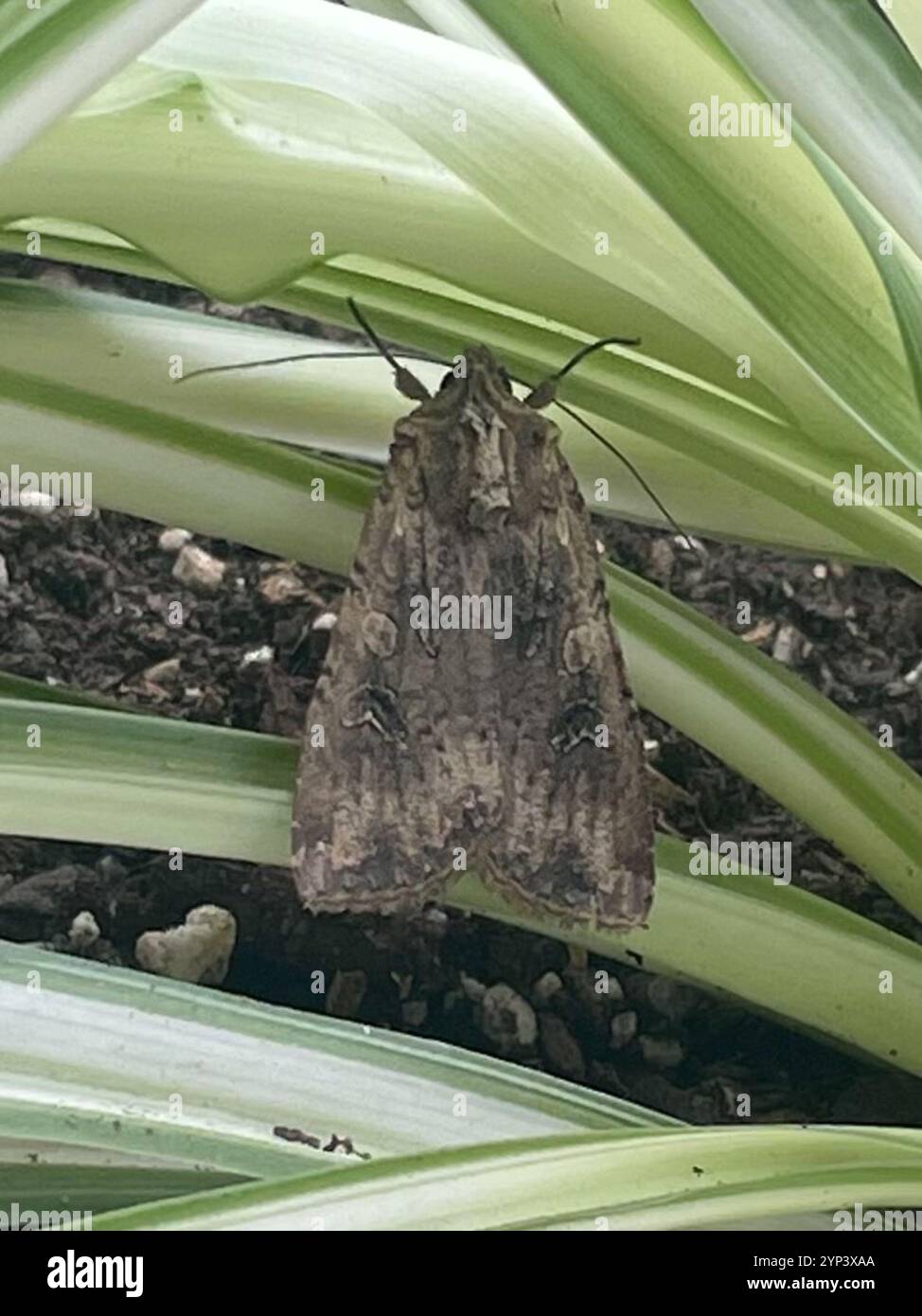 Variegated Cutworm Moth (Peridroma saucia Stock Photo - Alamy
