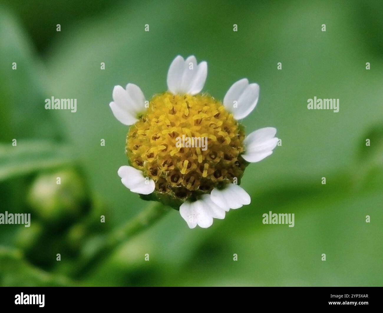 Gallant Soldier (Galinsoga parviflora Stock Photo - Alamy