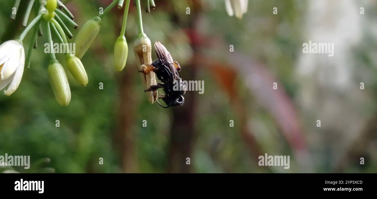 Spiny-legged Stingless bee (Trigona spinipes Stock Photo - Alamy