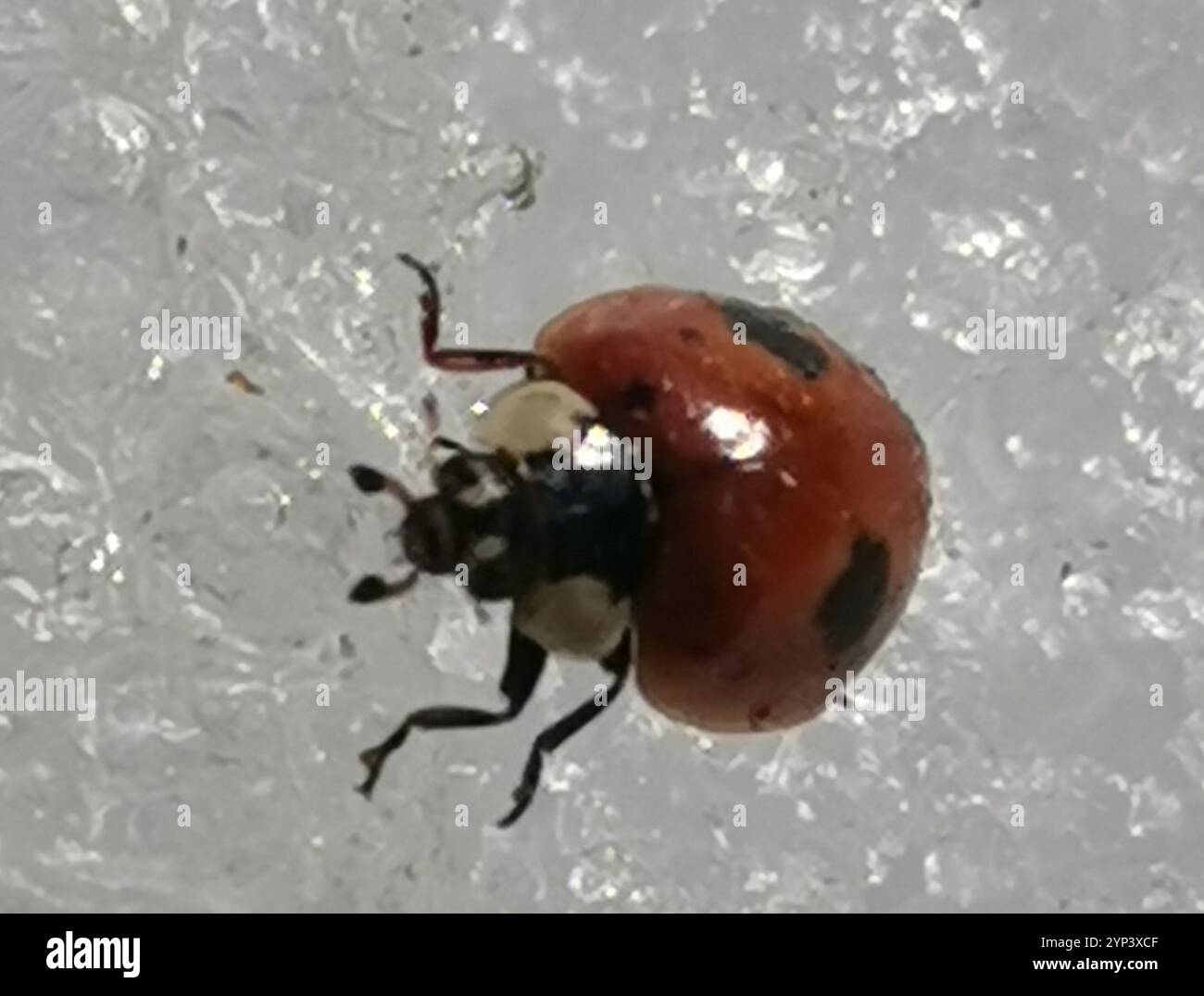 Two-spotted Lady Beetle (Adalia bipunctata Stock Photo - Alamy