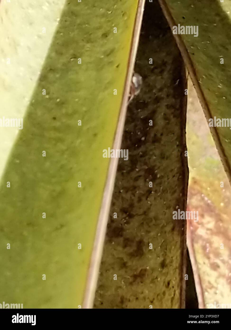 Yucca Plant Bug (Halticotoma valida Stock Photo - Alamy