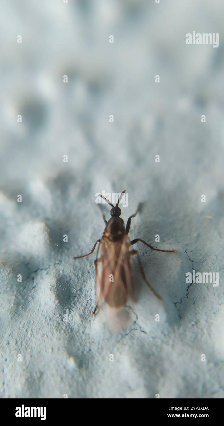 Minute Black Scavenger Flies (Scatopsidae Stock Photo - Alamy
