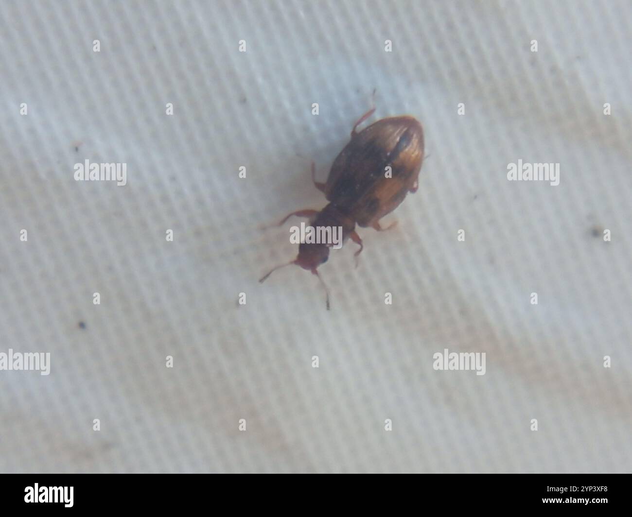 Minute Brown Scavenger Beetles (Latridiidae Stock Photo - Alamy