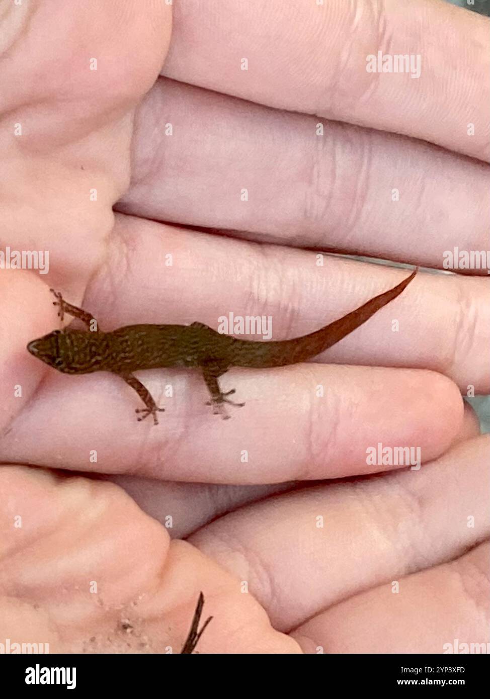 Sphaerodactylus elegans elegans hi-res stock photography and images - Alamy