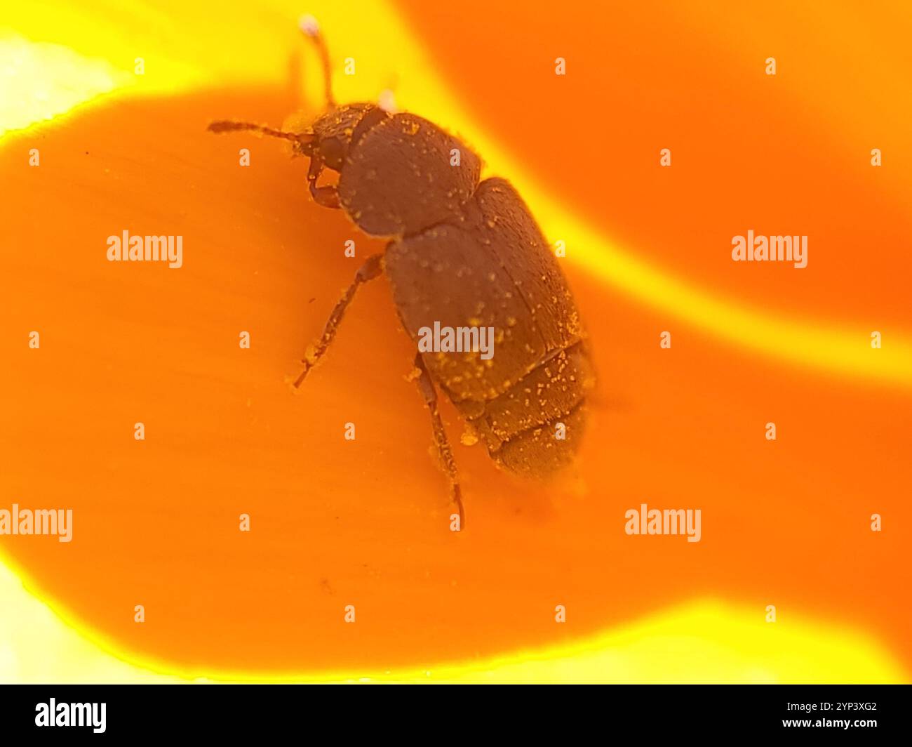 Short-winged Flower Beetles (Kateretidae Stock Photo - Alamy