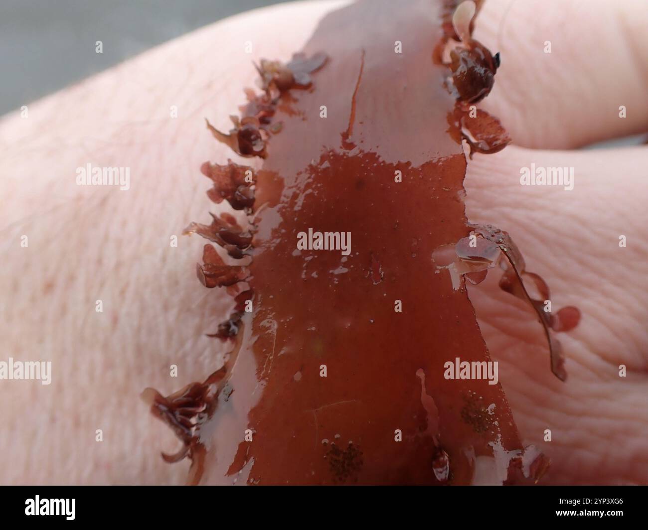 dasya family (Delesseriaceae Stock Photo - Alamy