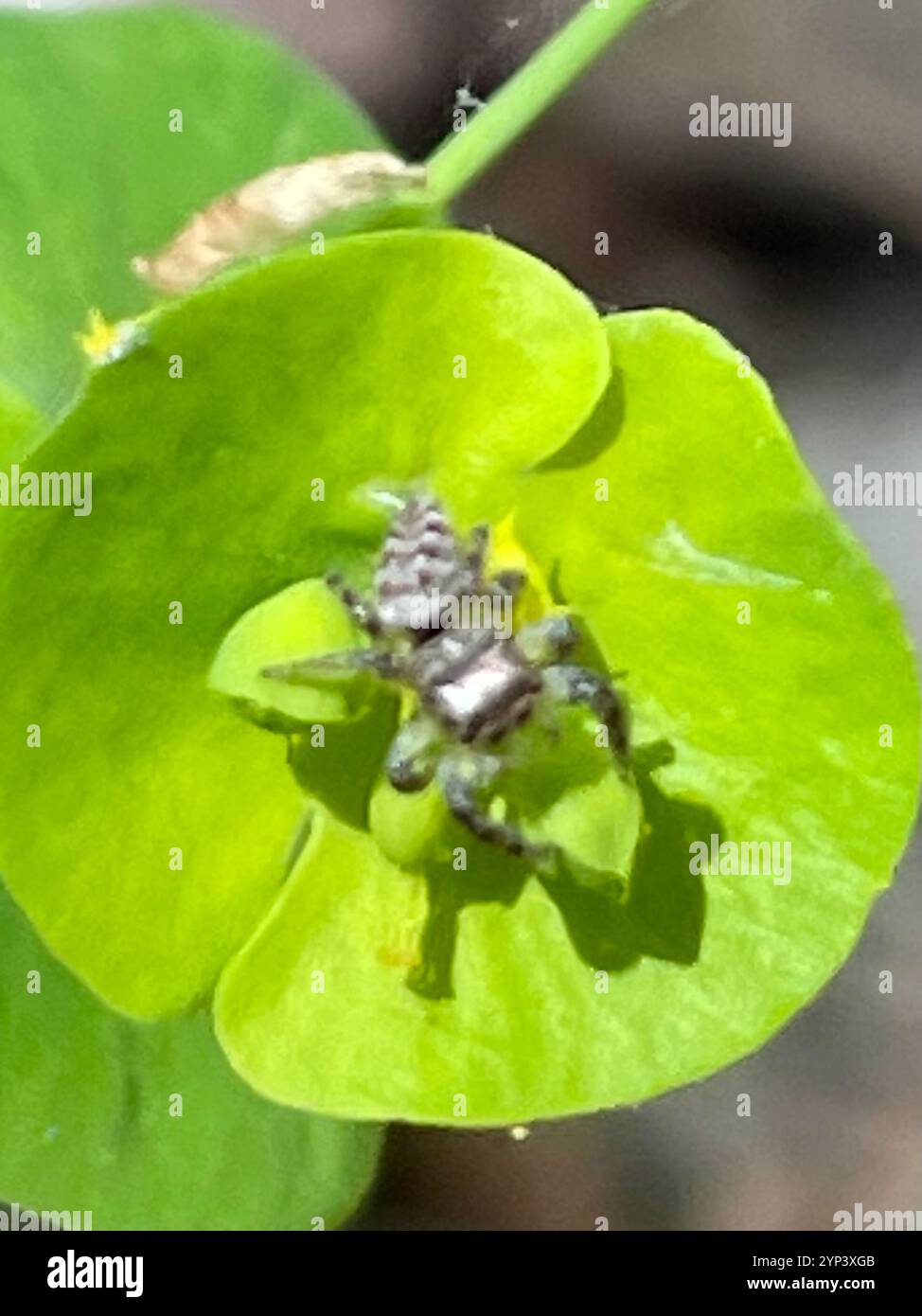 Peppered Jumping Spider (Pelegrina galathea Stock Photo - Alamy