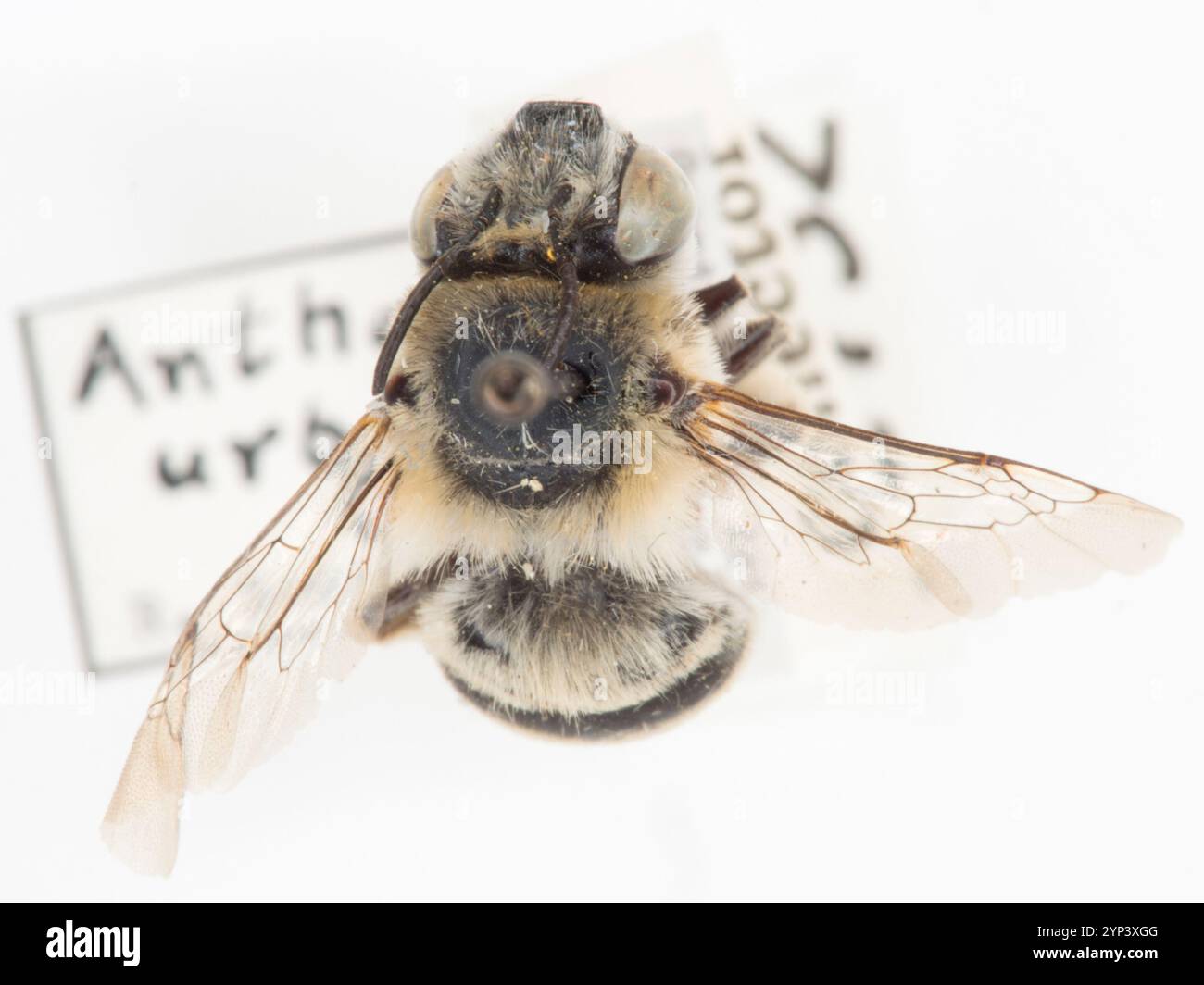 Urbane digger bee hi-res stock photography and images - Alamy