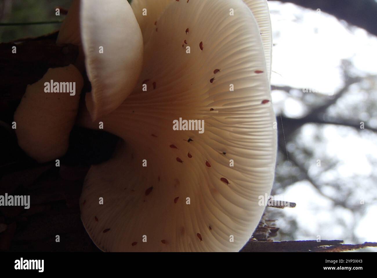 ghost fungus (Omphalotus nidiformis Stock Photo - Alamy