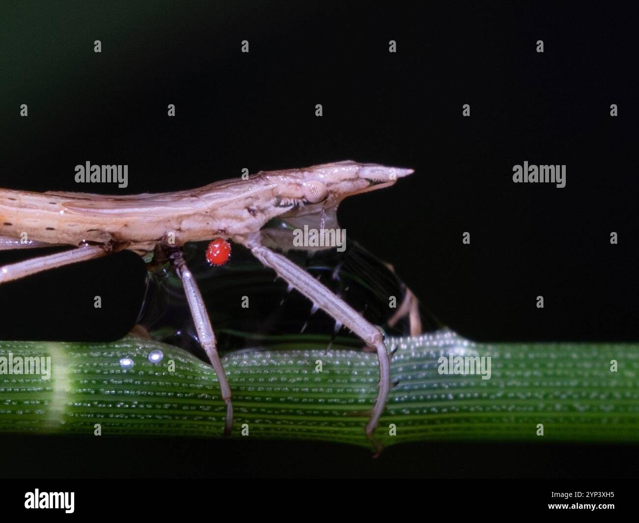 True Bugs (Heteroptera Stock Photo - Alamy