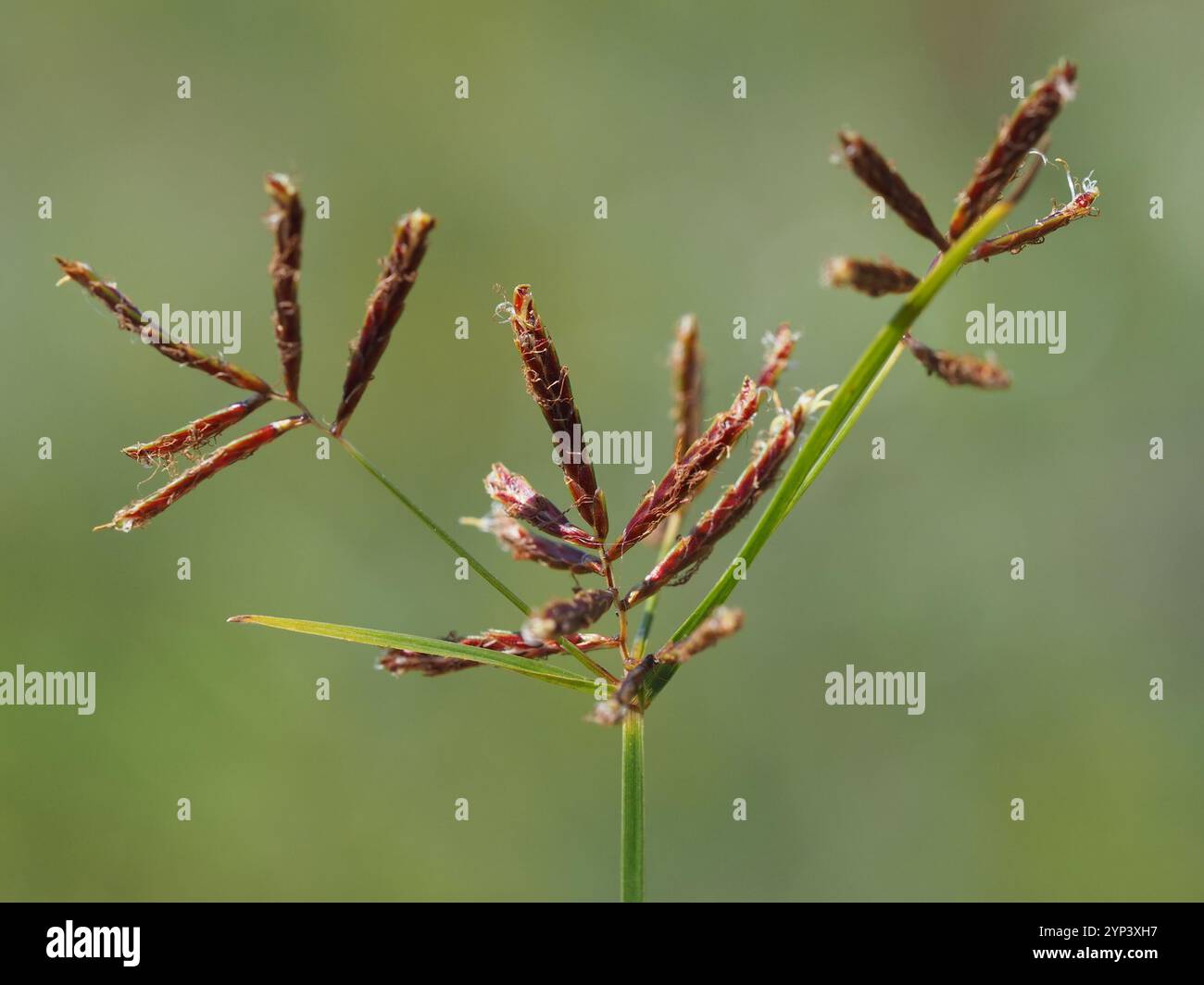 Purple nutsedge (Cyperus rotundus Stock Photo - Alamy