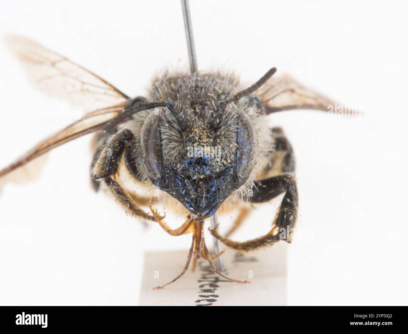 Unarmed Leafcutter Bee (Megachile inermis Stock Photo - Alamy