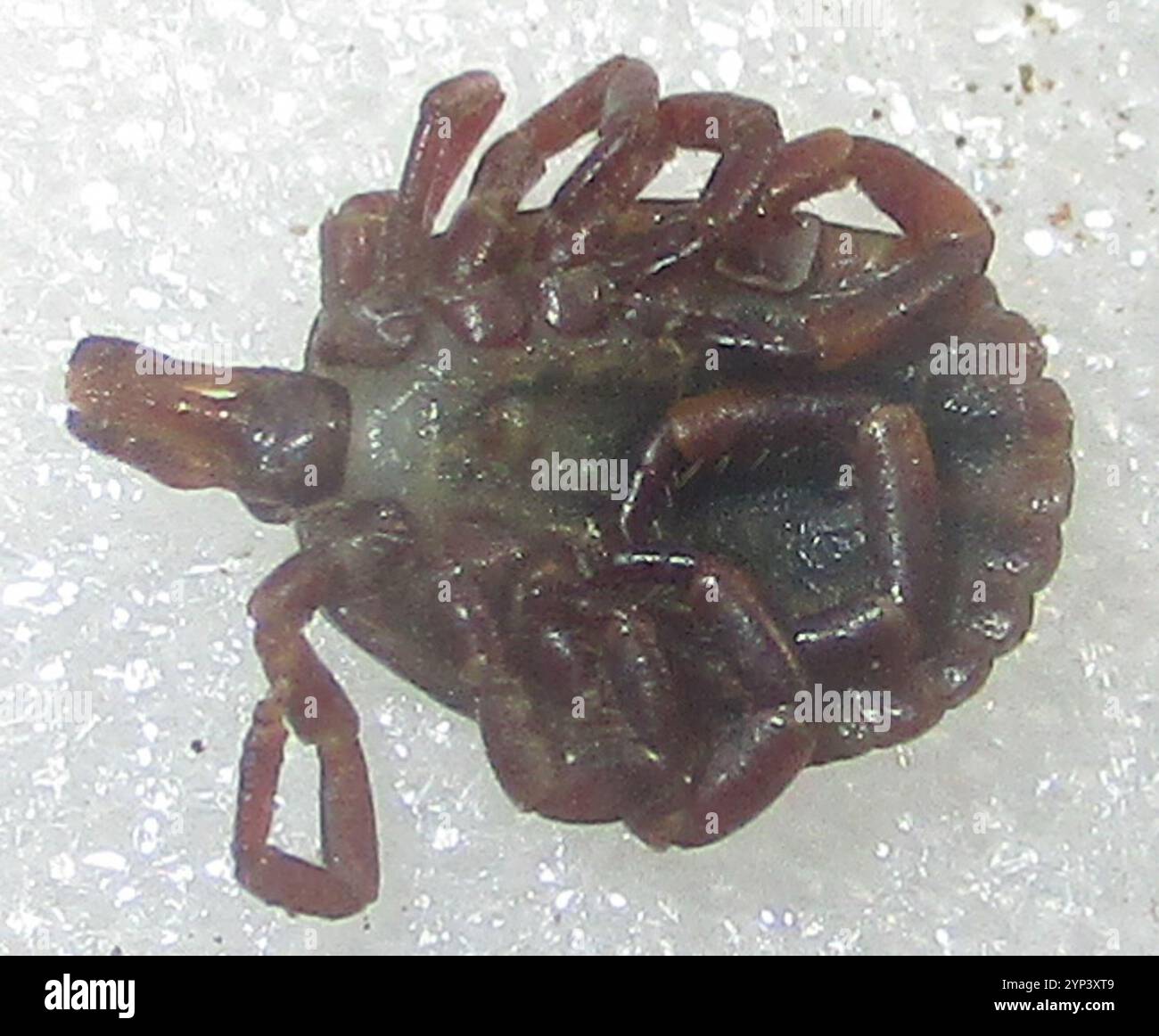 South African Bont Tick (Amblyomma hebraeum Stock Photo - Alamy