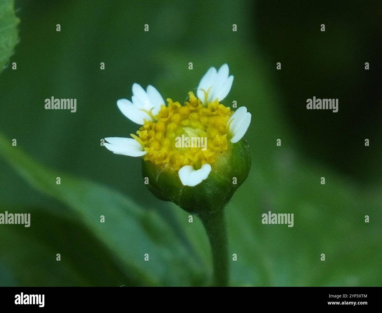 Gallant Soldier (Galinsoga parviflora Stock Photo - Alamy