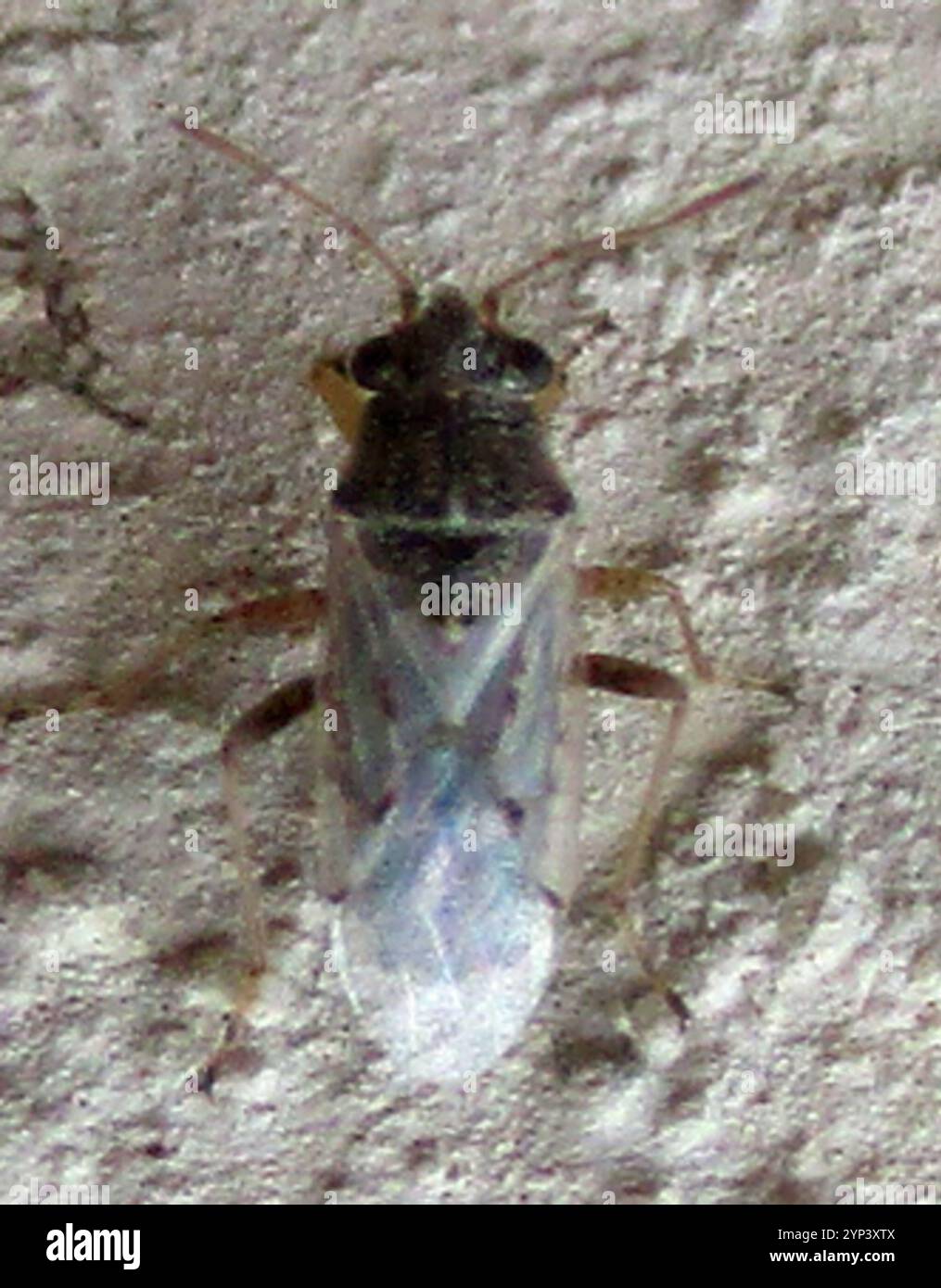 False chinch bugs (Nysius Stock Photo - Alamy