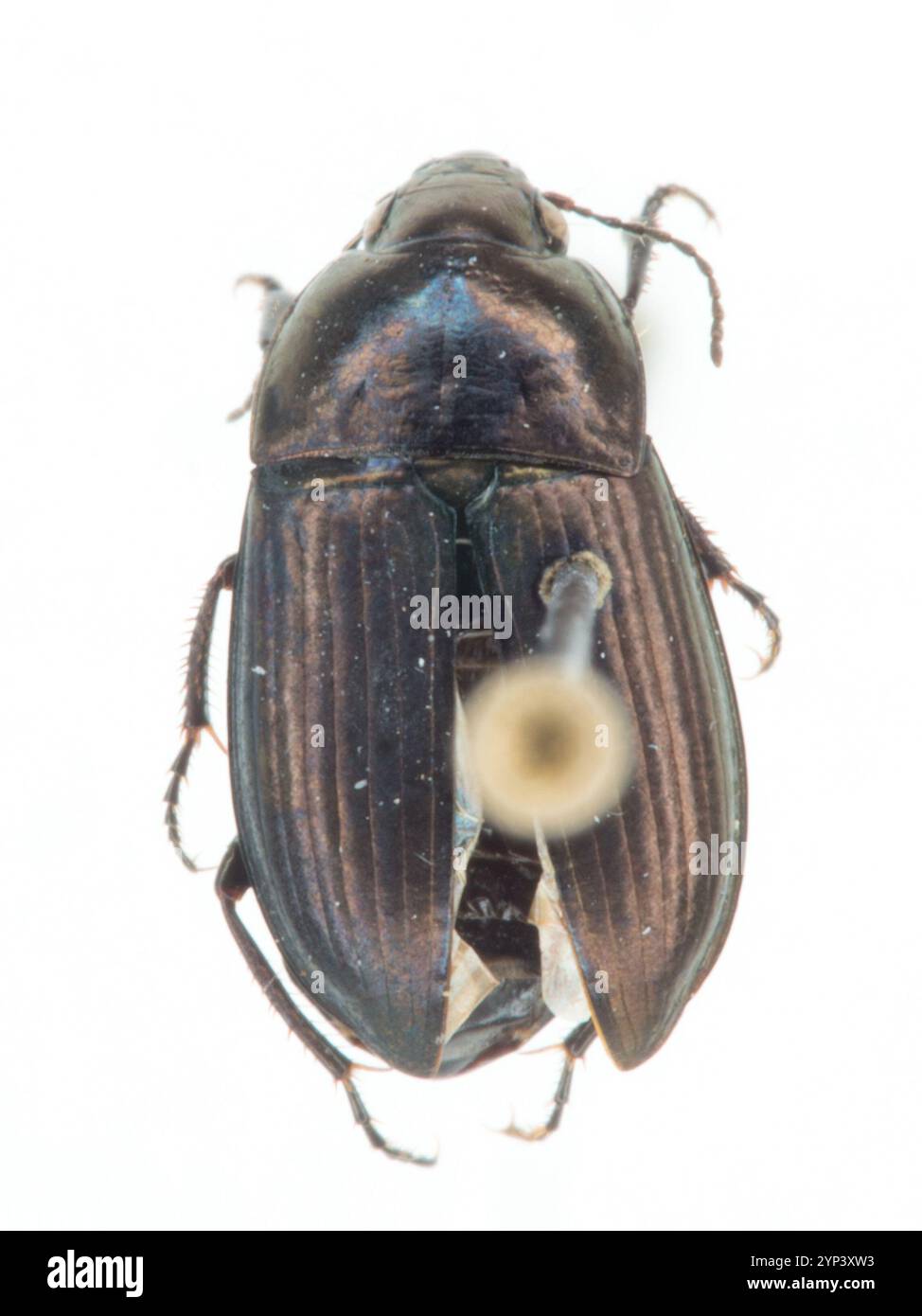 Sun Beetles (Amara Stock Photo - Alamy