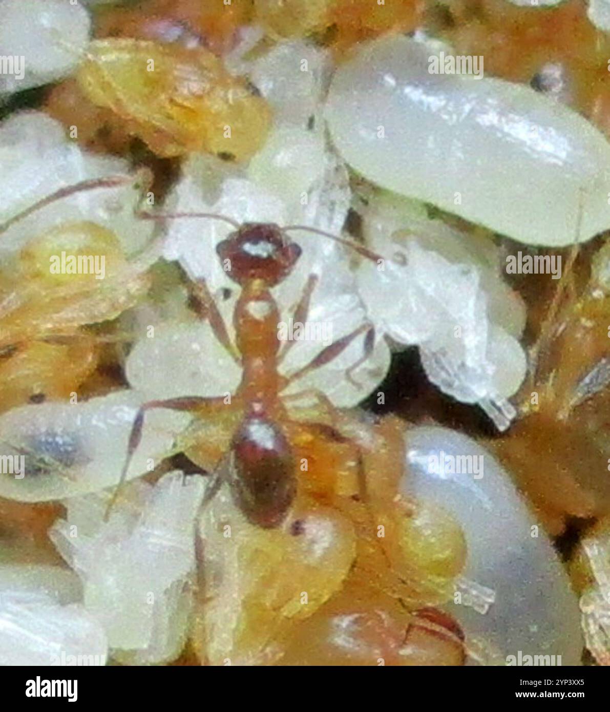 Pheidole ants hi-res stock photography and images - Alamy