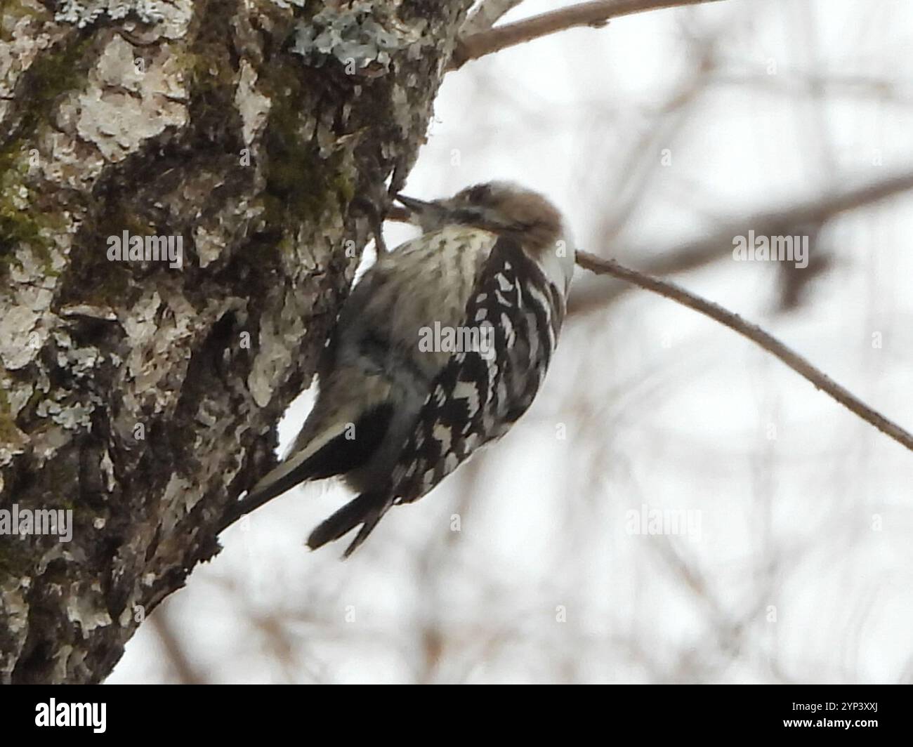 Japanese Pygmy Woodpecker (Yungipicus kizuki Stock Photo - Alamy