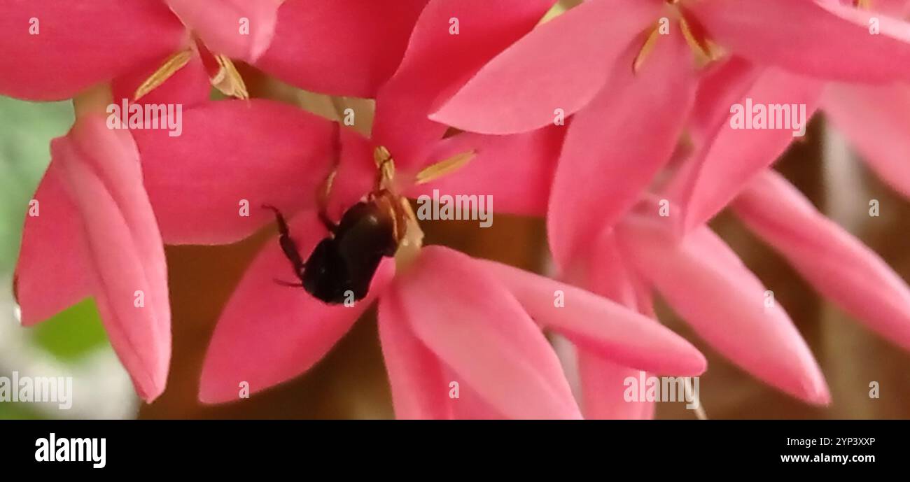 Spiny-legged Stingless bee (Trigona spinipes Stock Photo - Alamy