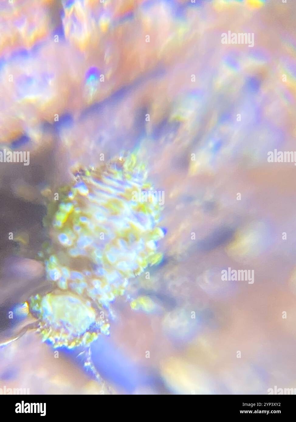 Oribatida mites hi-res stock photography and images - Alamy