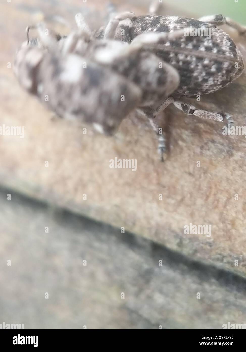 Texas Marbled Weevil (Colecerus marmoratus Stock Photo - Alamy