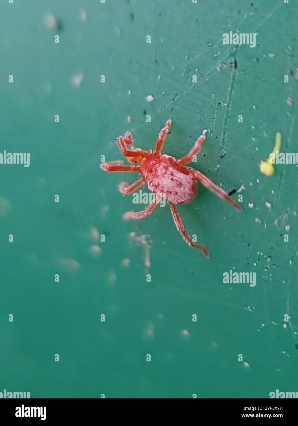 Sidewalk Mites (Balaustium Stock Photo - Alamy