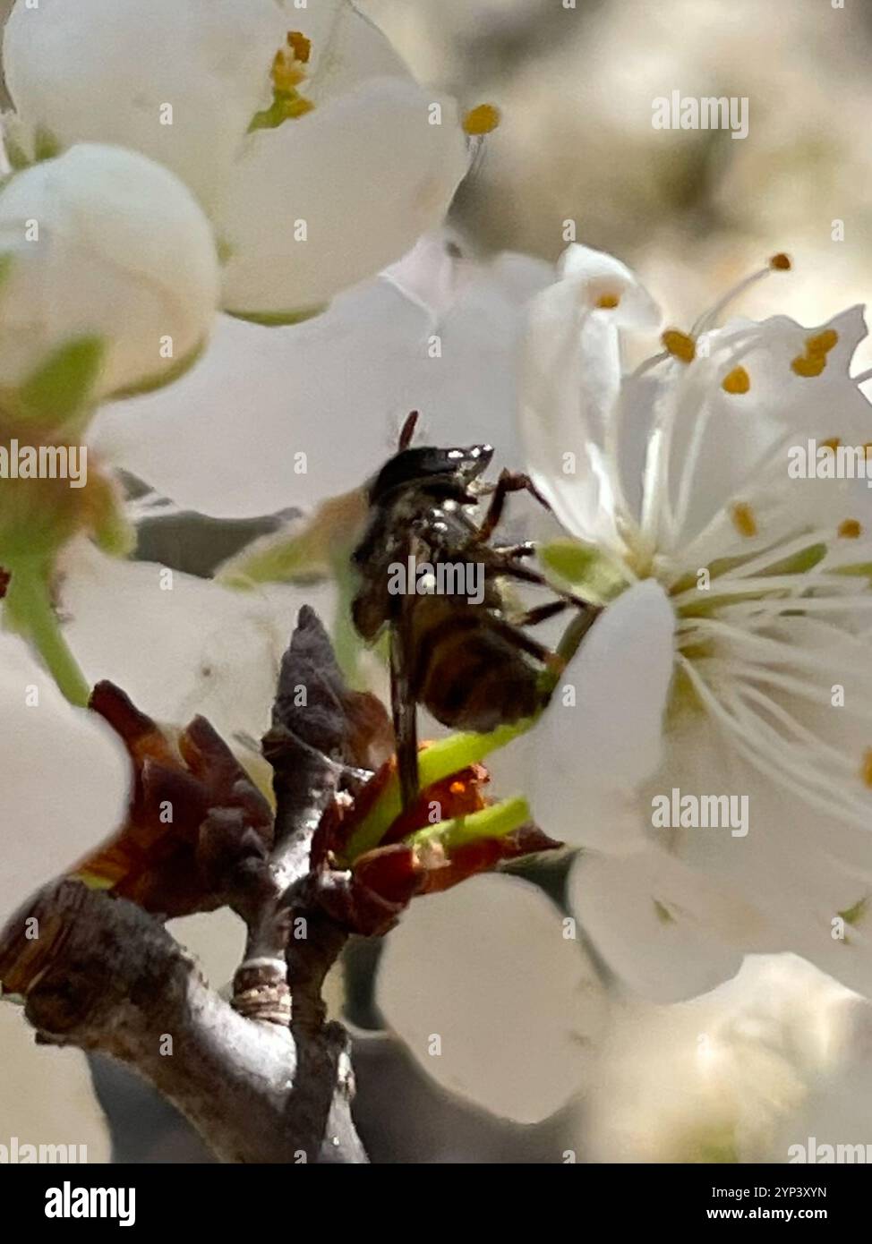 Woolly Bromeliad Fly (Copestylum tamaulipanum Stock Photo - Alamy