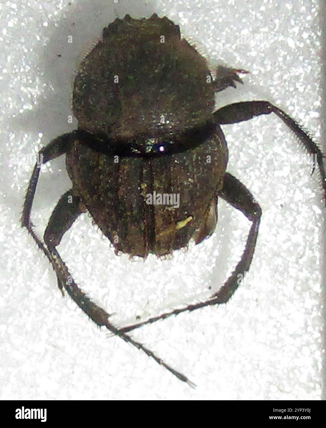 Spider Dung Beetles (Sisyphus Stock Photo - Alamy