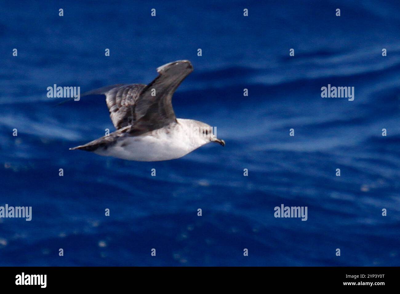Grey Petrel (Procellaria cinerea Stock Photo - Alamy