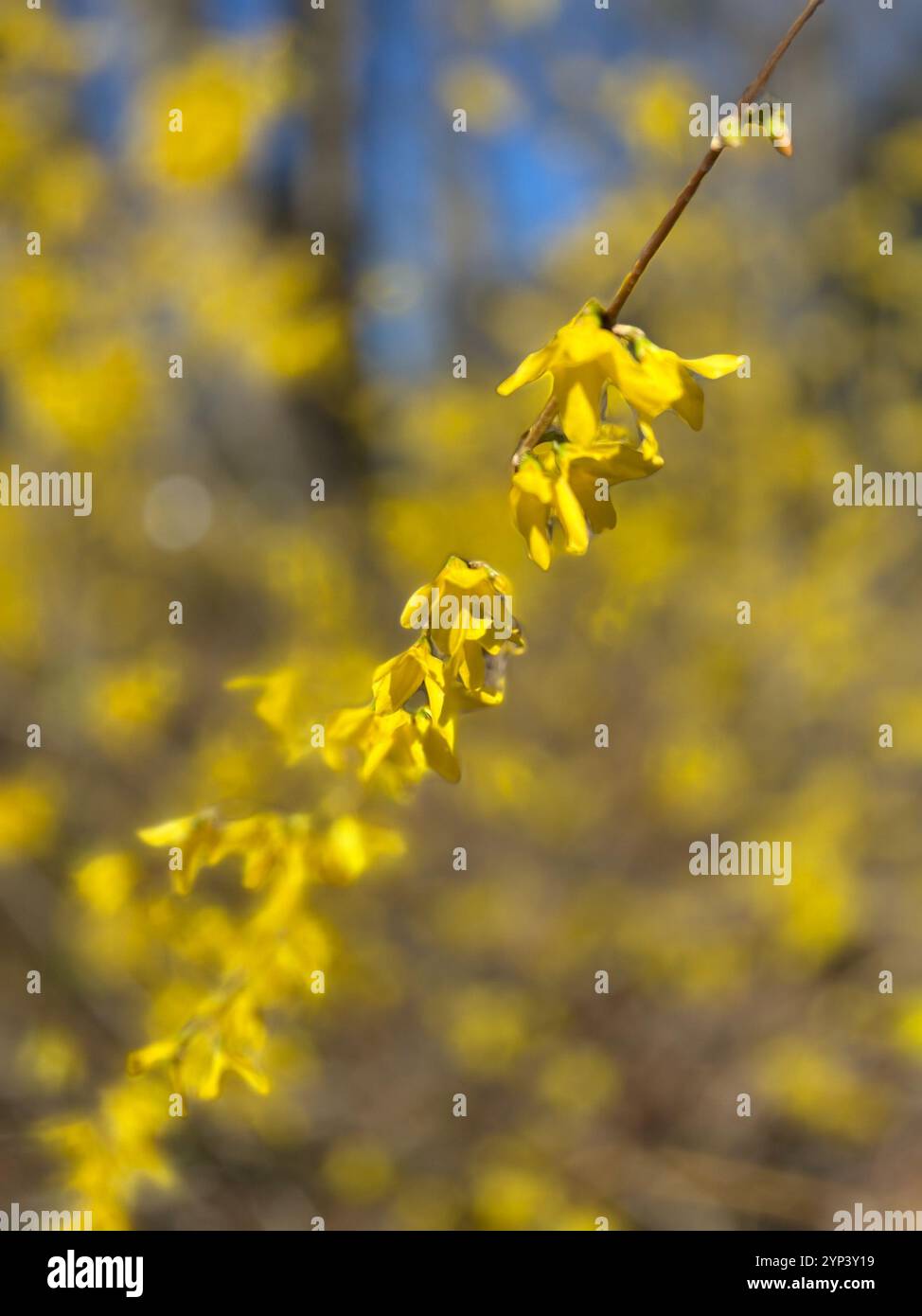 Border Forsythia (Forsythia × intermedia Stock Photo - Alamy