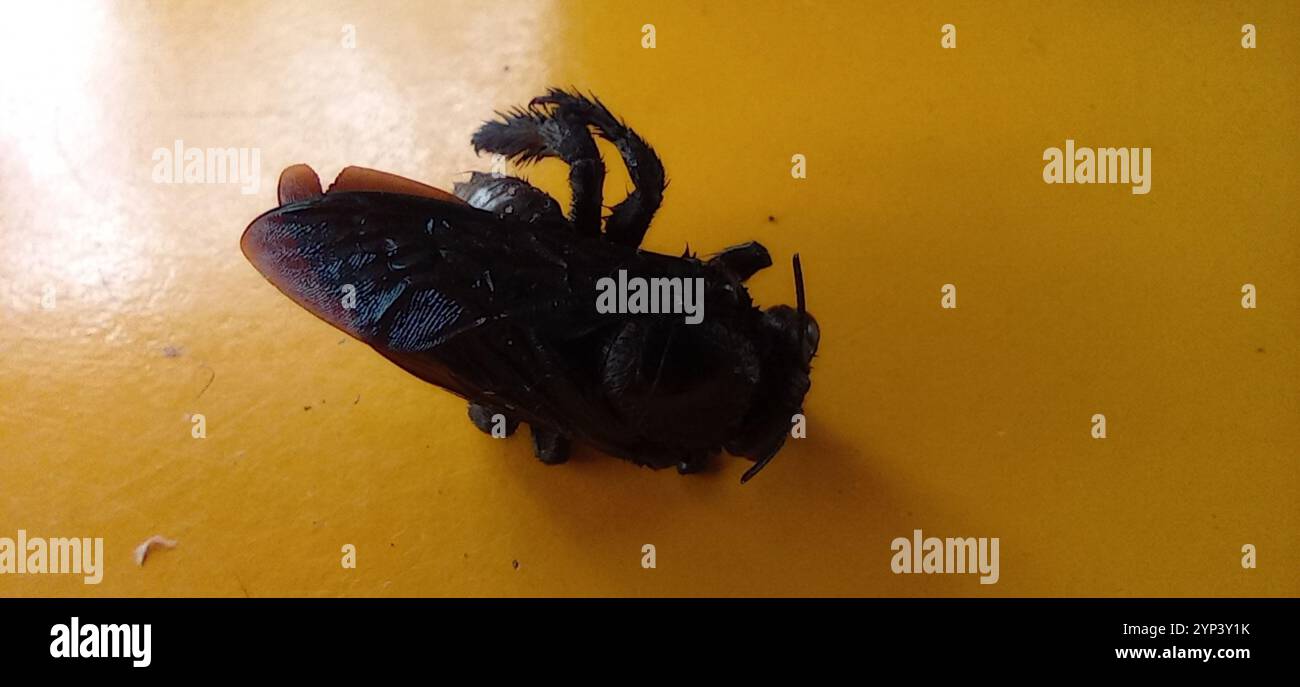 Large Carpenter Bees (Xylocopa Stock Photo - Alamy